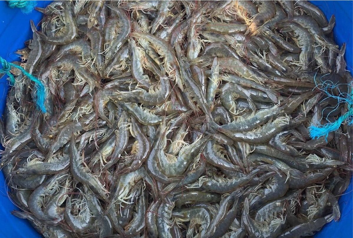 Vannamei Shrimp Supplier from Indonesia - PT Adeka Perkasa