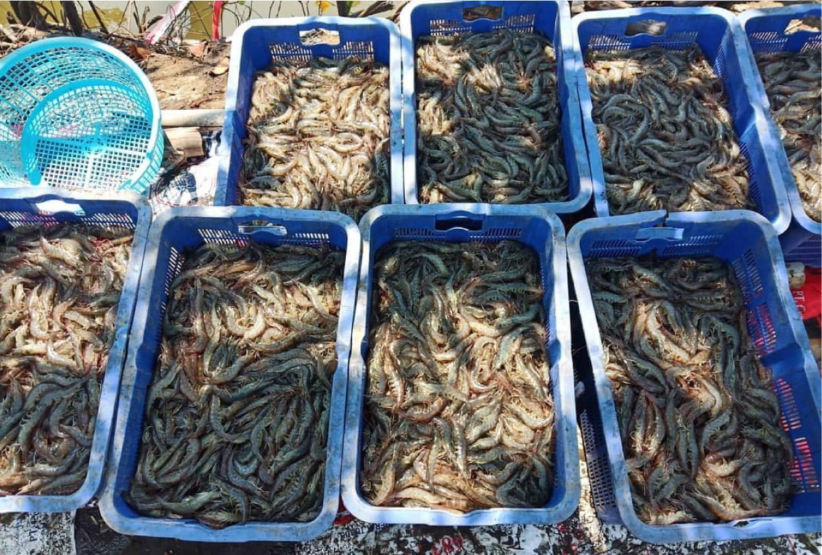 Vannamei Shrimp Supplier from Indonesia - PT Adeka Perkasa