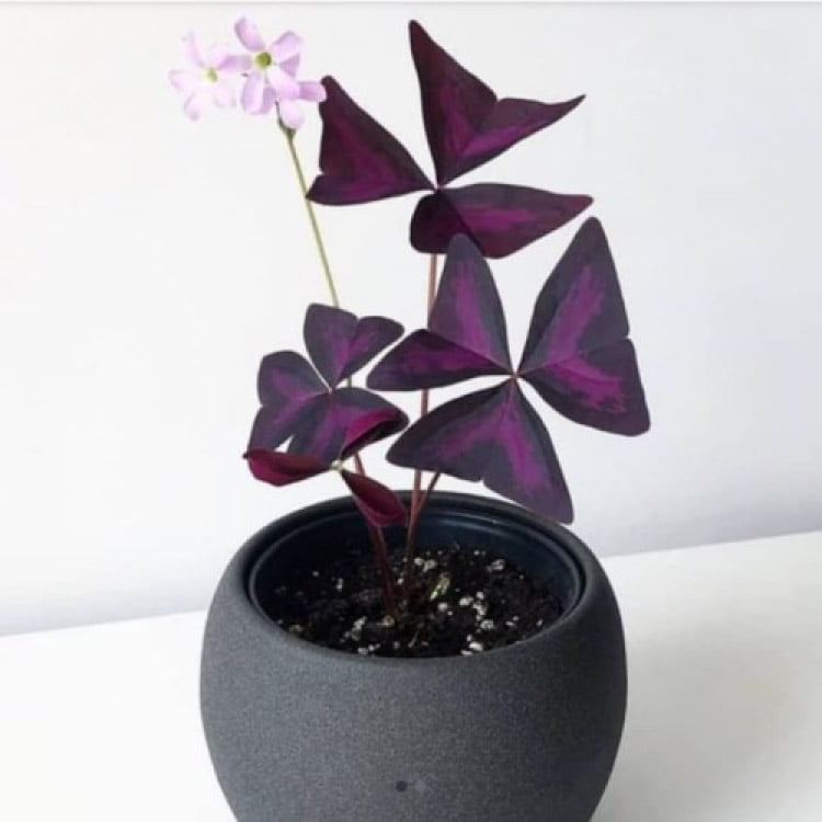 Natural and live Plants Supplier from Indonesia – PT Adikarya Sejahtera ...